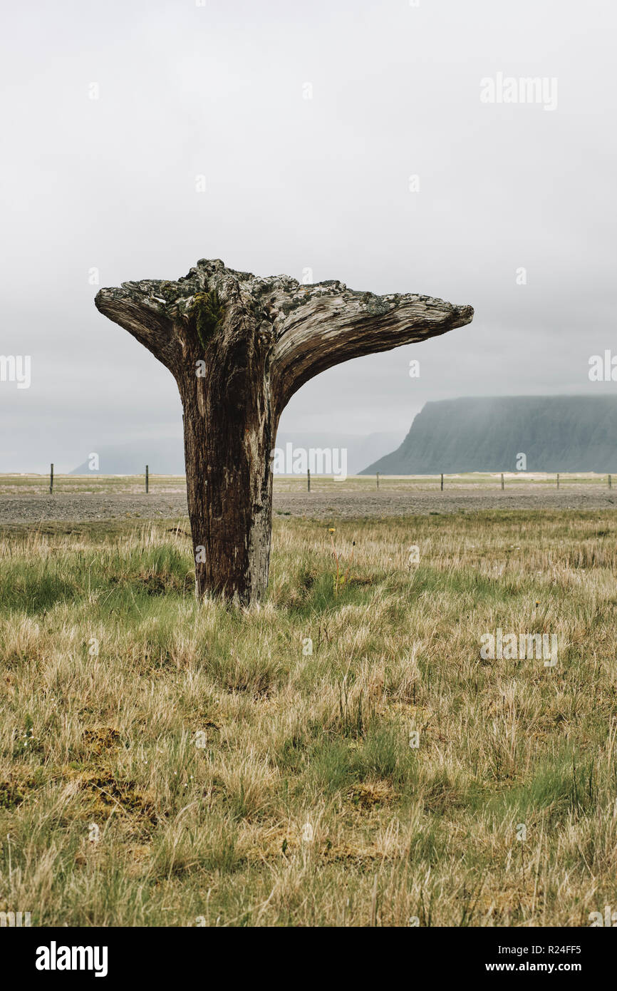An upside down dead tree trunk in the remote Iceland landscape of the ...