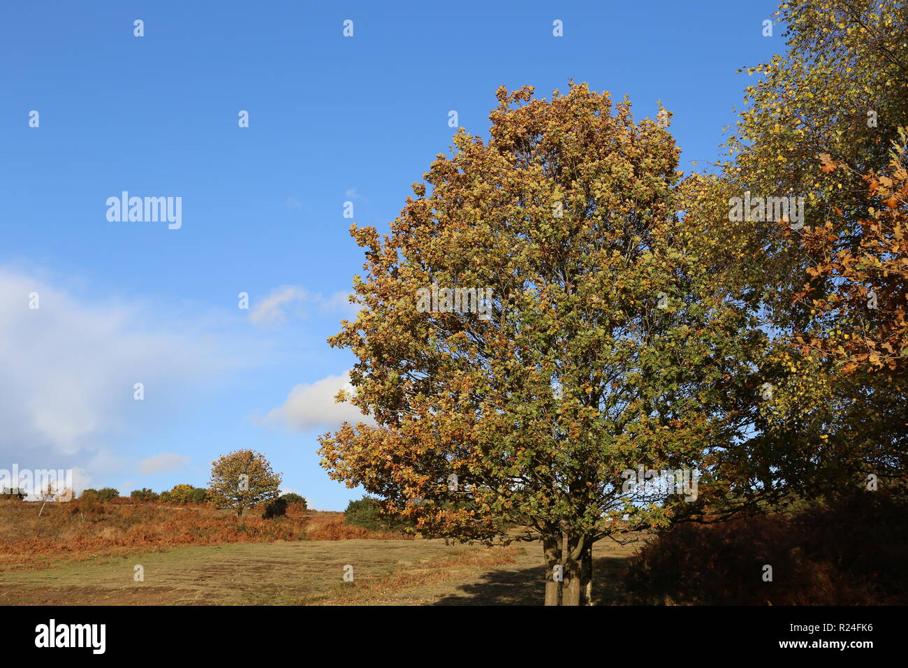 Trees on Ashdown Forest Stock Photo - Alamy