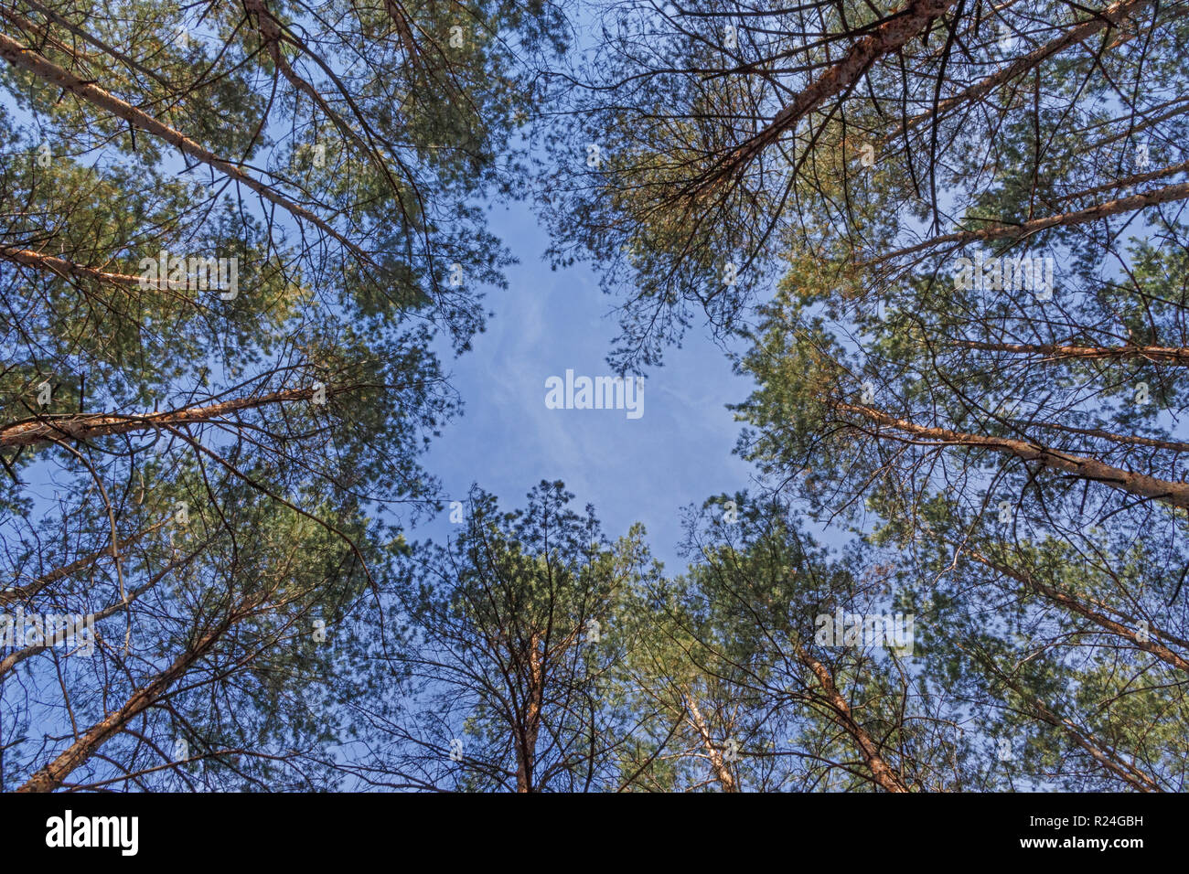 circle of blue sky among pine trees in forest Stock Photo - Alamy