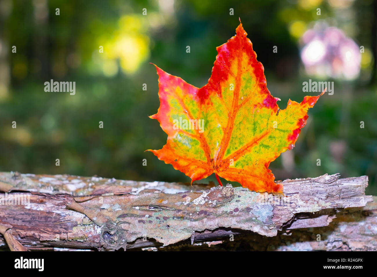 Fall leaf tree hi-res stock photography and images - Alamy