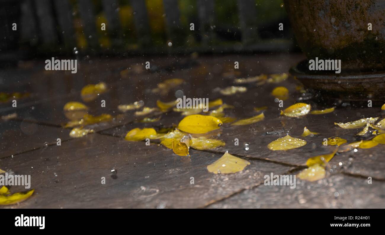 Wet ash yellow leaf after the rain on the dark textured background with ...
