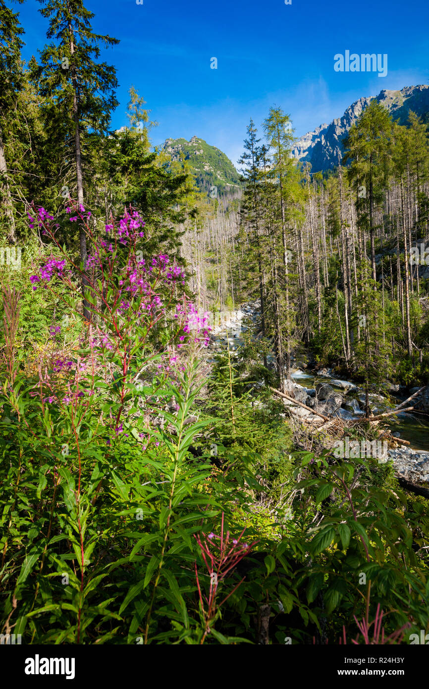 Beautiful Velka Studena Dolina - in slovakian High Tatra mountains ...