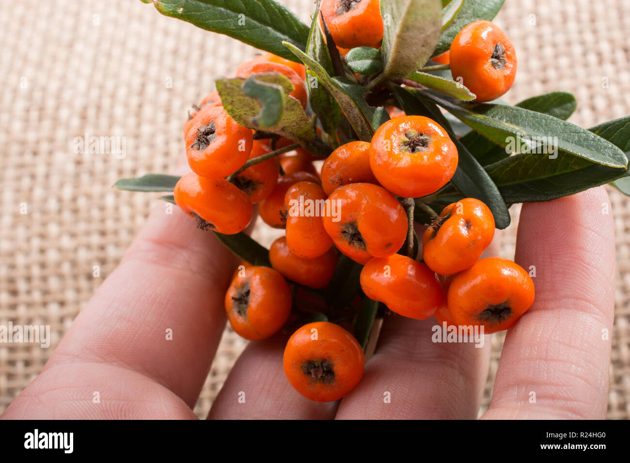 Ripe wild fruit of orange color in hand Stock Photo - Alamy