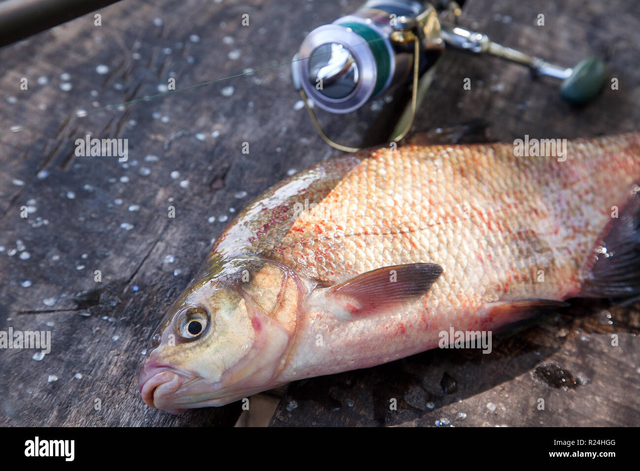 Fishing concept, trophy catch - close up view of just taken from the ...