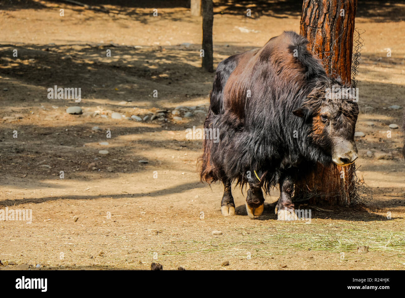 Musk oxen in winter hi-res stock photography and images - Alamy