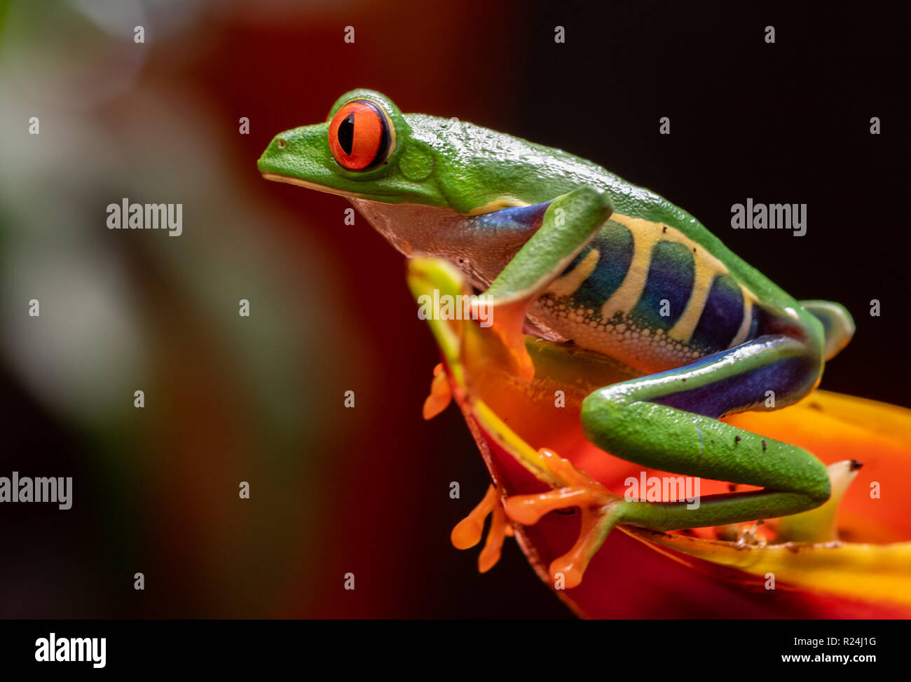 Red-eyed Tree Frog in Costa Rica Stock Photo - Alamy