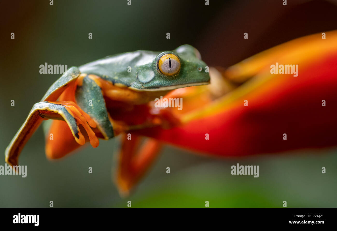 Splendid leaf hi-res stock photography and images - Alamy