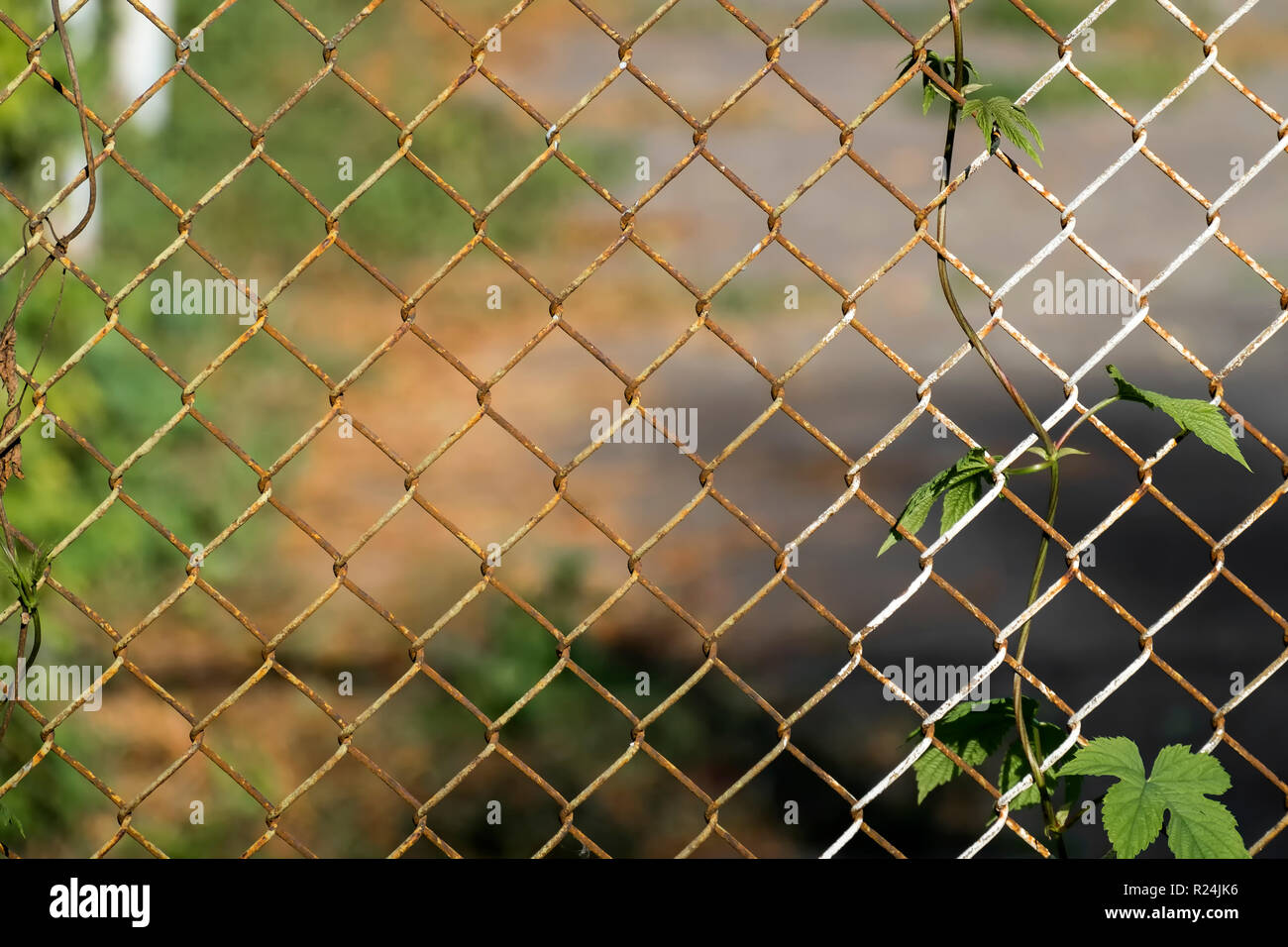 Background with common hop and Chain-wire fence Stock Photo - Alamy