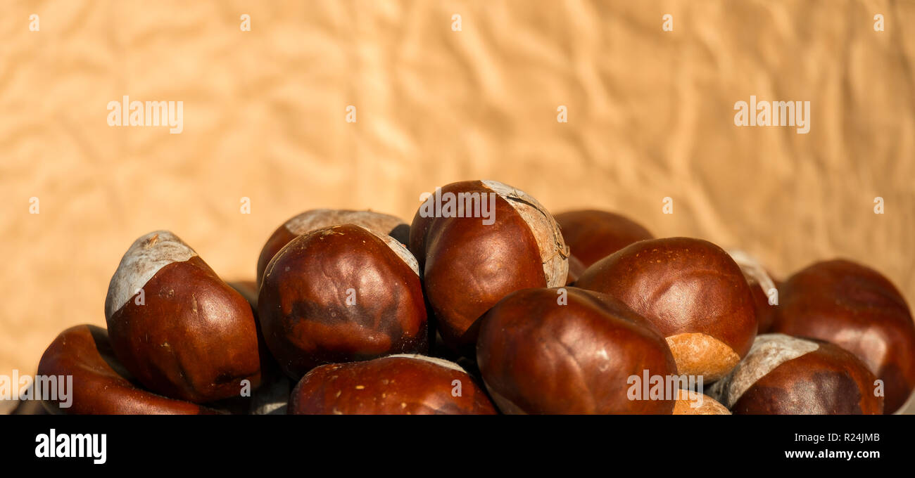 Conkers from a horse-chestnut (Aesculus hippocastanum Stock Photo - Alamy