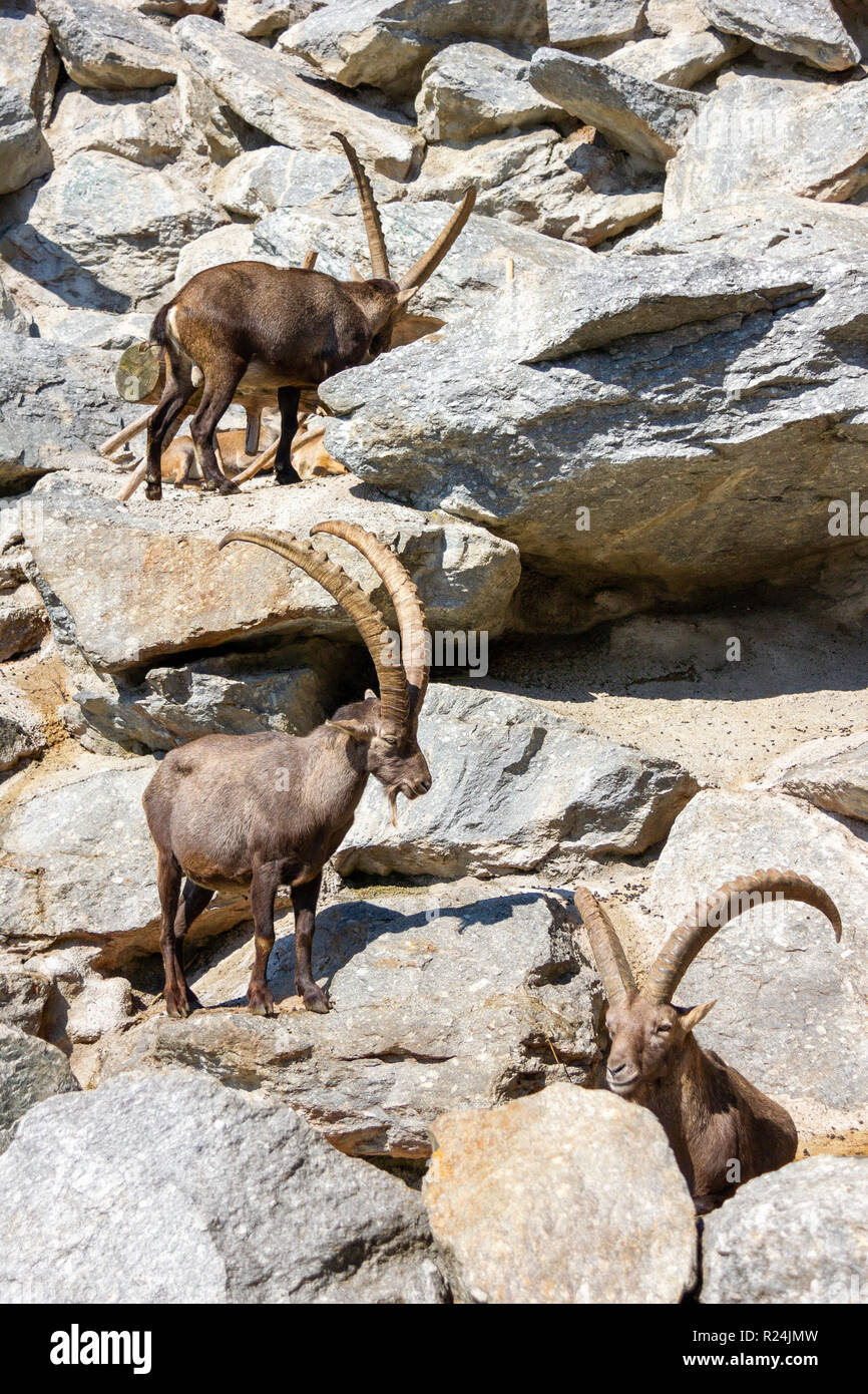 Closeup head alpine ibex steinbock hi-res stock photography and images ...