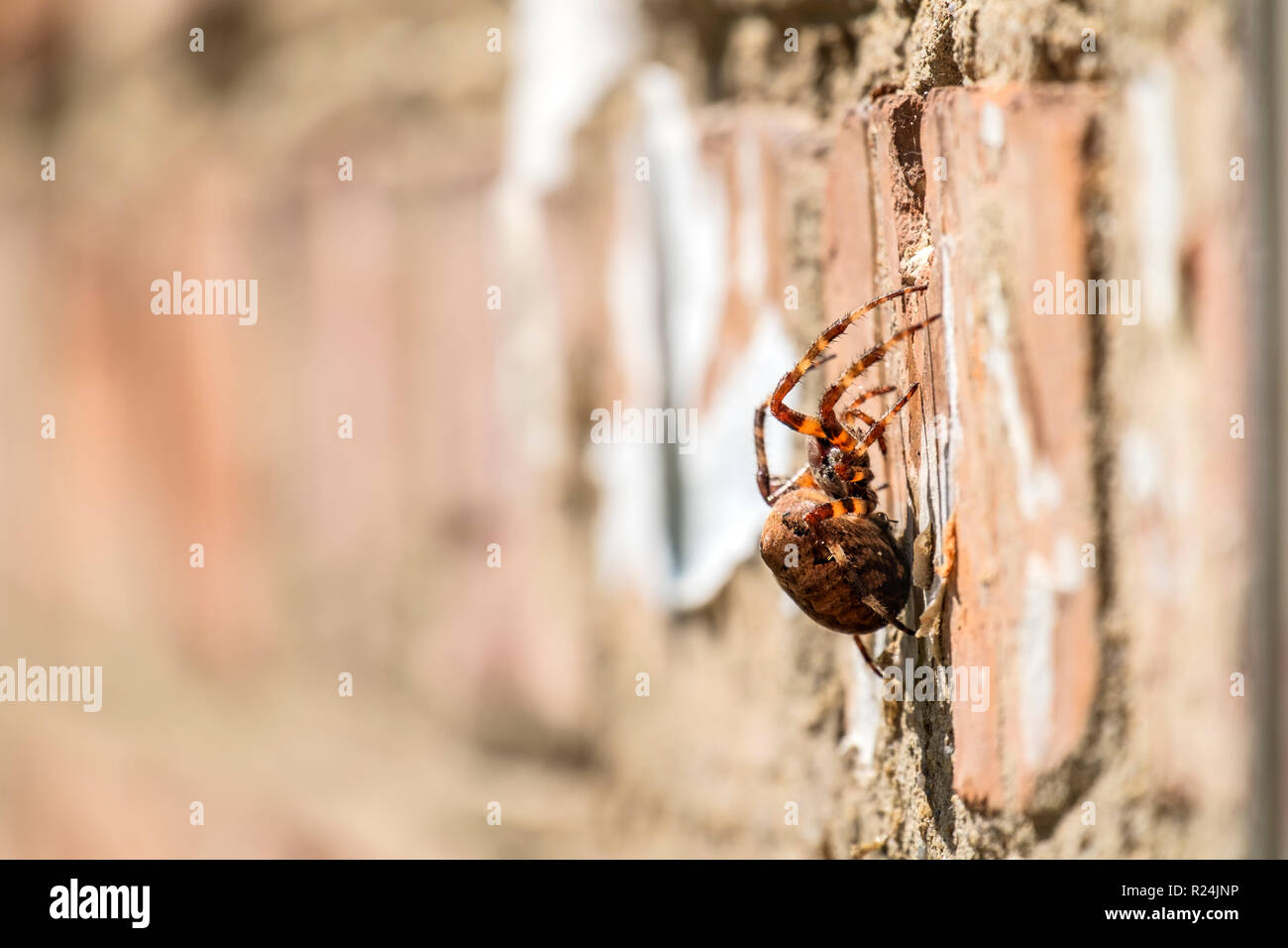 Diadem spider sitting on a brick wall (Araneus diadematus Stock Photo ...