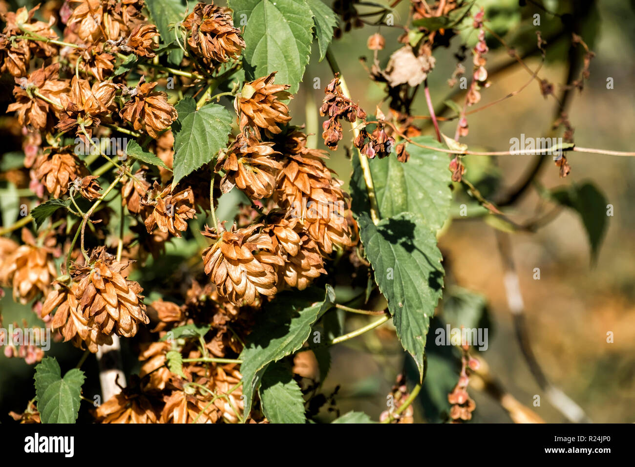 Dry hop cones (Humulus lupulus Stock Photo - Alamy