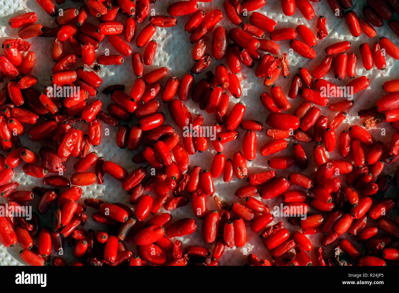 Drying brightly red barberry berries (Berberis vulgaris Stock Photo - Alamy