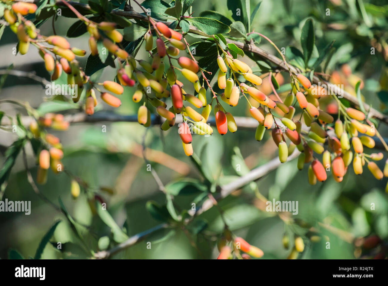 Genus berberis hi-res stock photography and images - Alamy