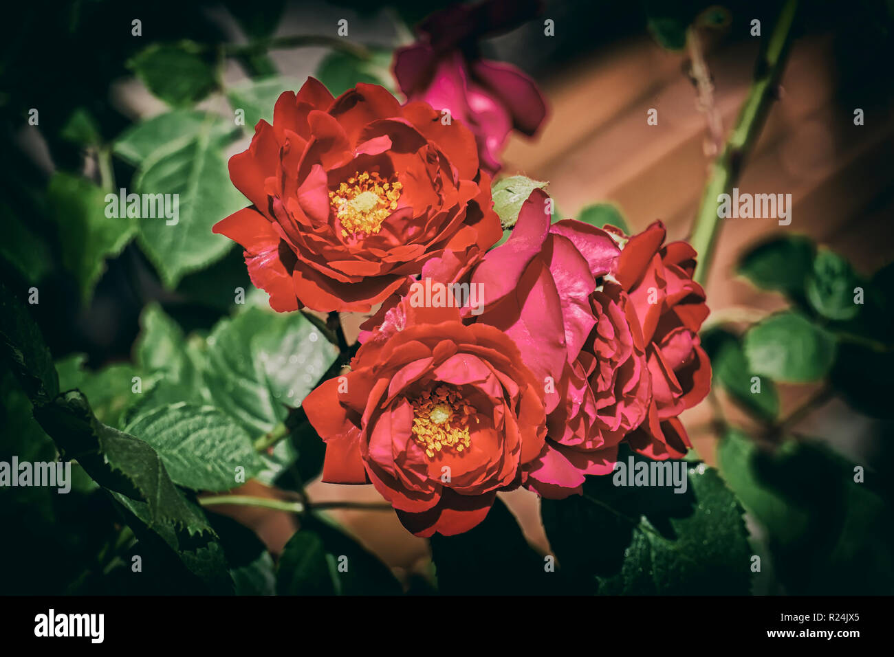 Red bush roses in pastel colors Stock Photo - Alamy