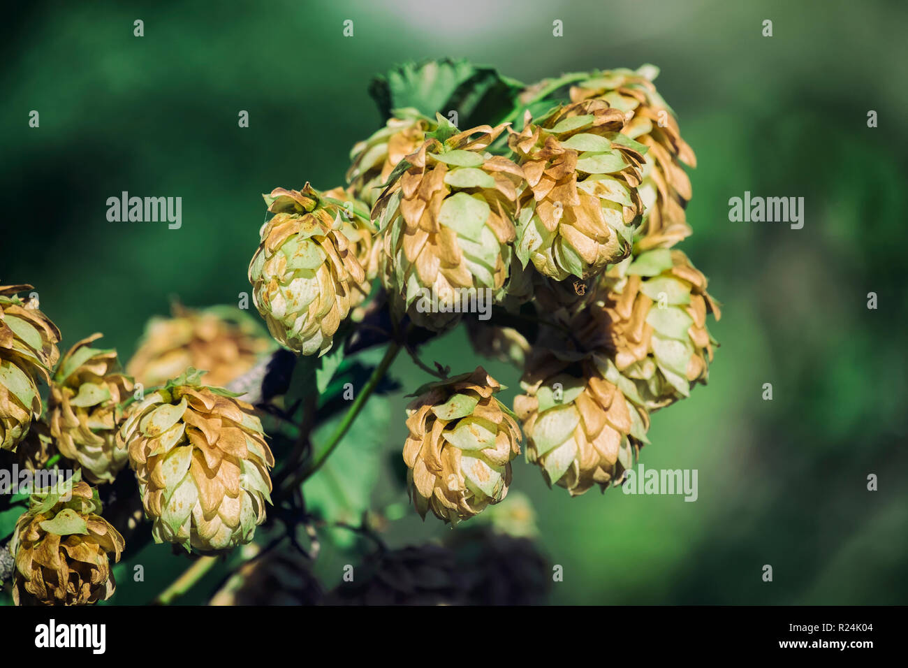 Semi-dry hop cones (Humulus lupulus Stock Photo - Alamy