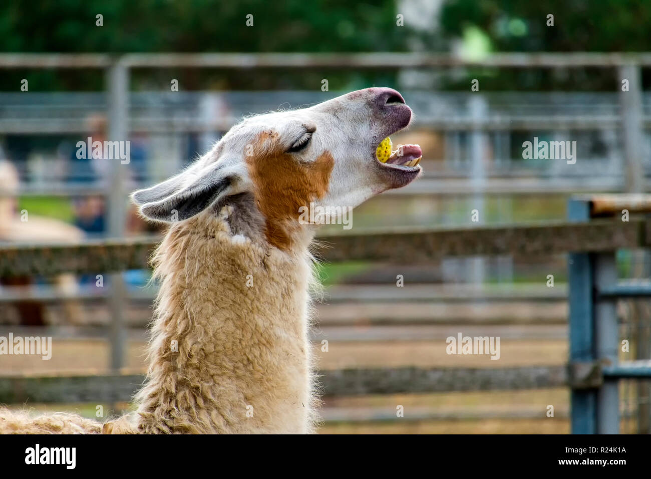 Lama genus hi-res stock photography and images - Alamy