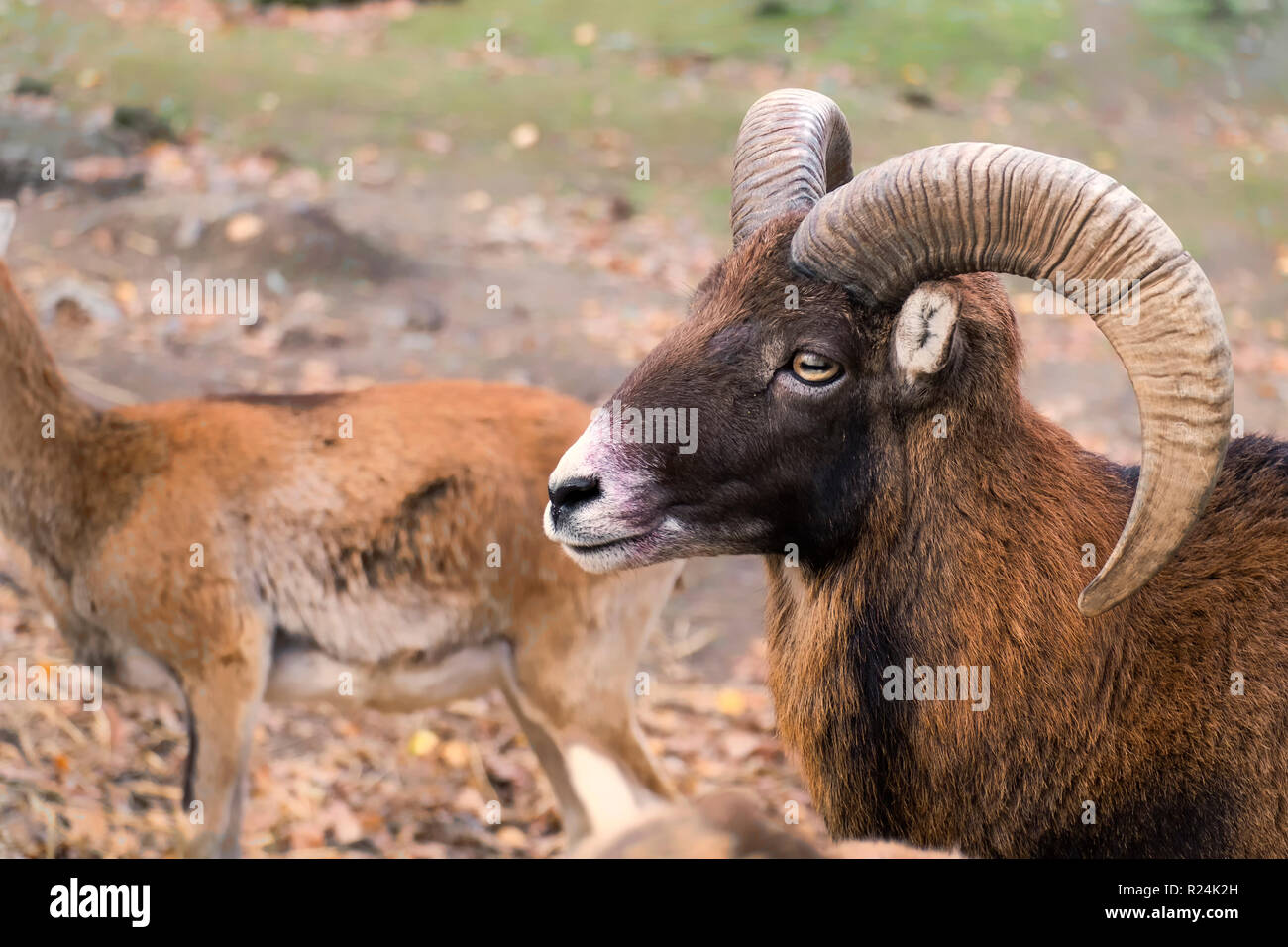 Ovis genus hi-res stock photography and images - Alamy