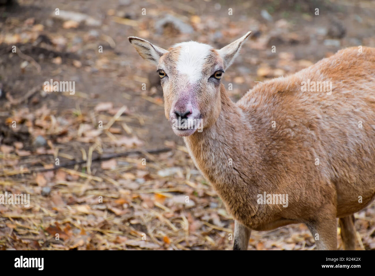 Ovis genus hi-res stock photography and images - Alamy