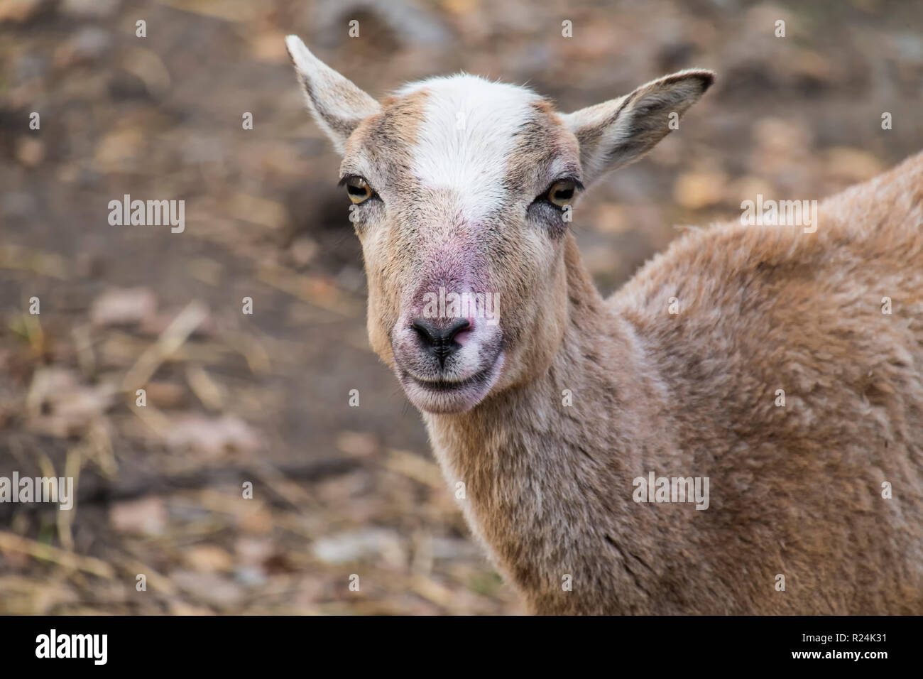 Ovis genus hi-res stock photography and images - Alamy