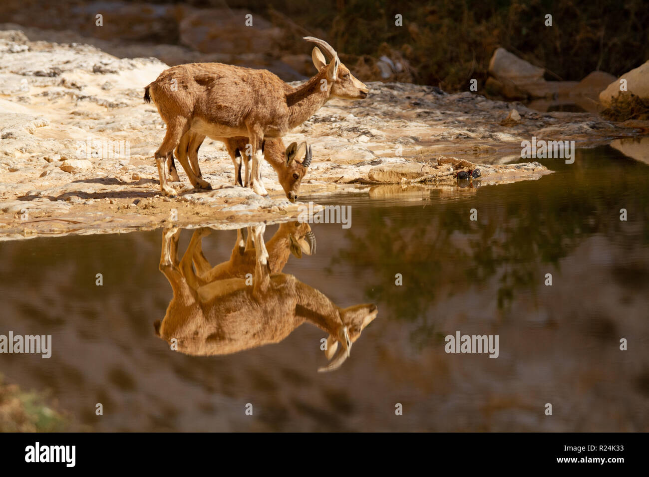 Nubian Ibex A young kid and his mother Drinking water(Capra ibex ...