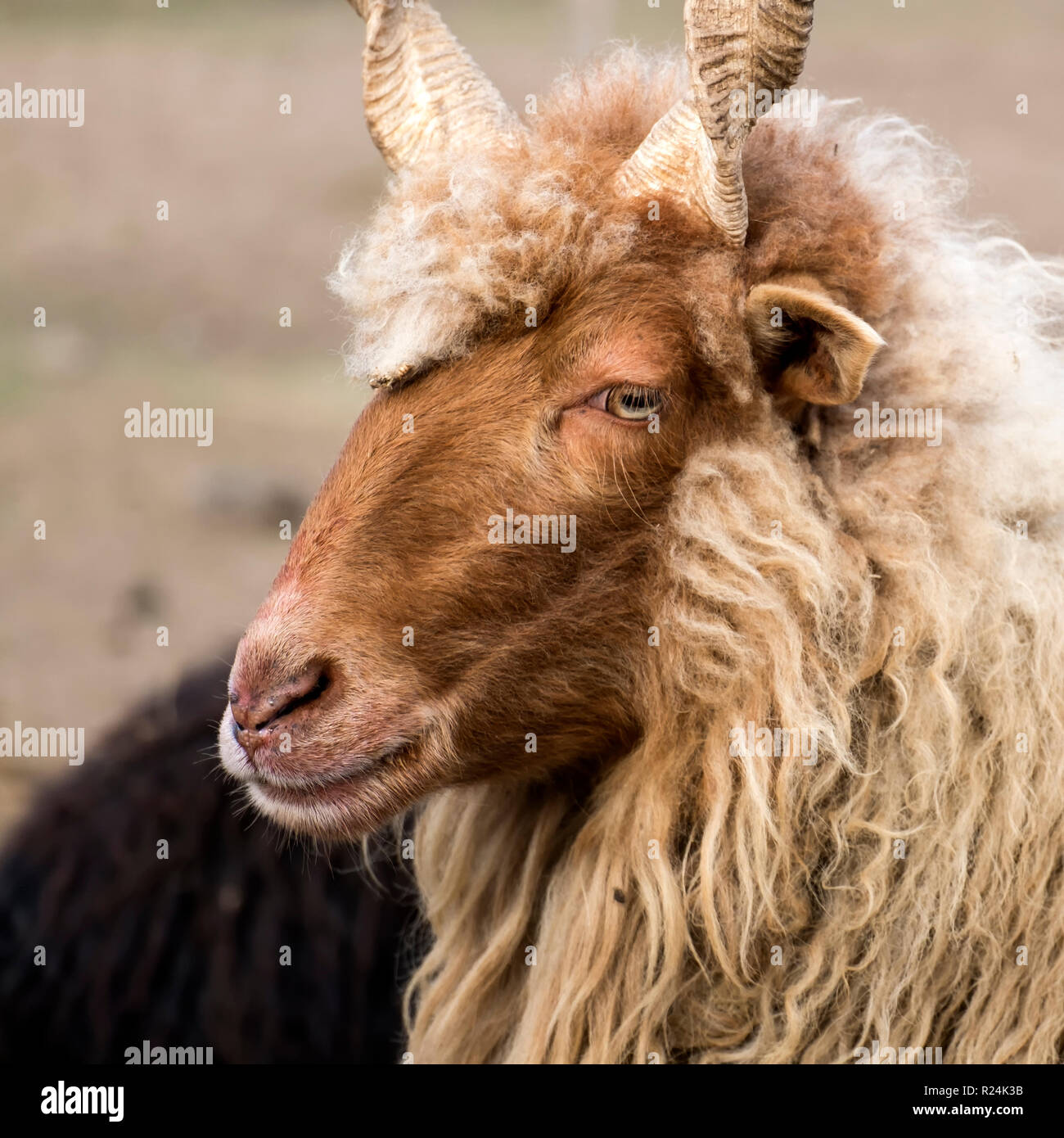 Portrait of Red Racka Sheep in semi-profile (Ovis aries strepsiceros ...