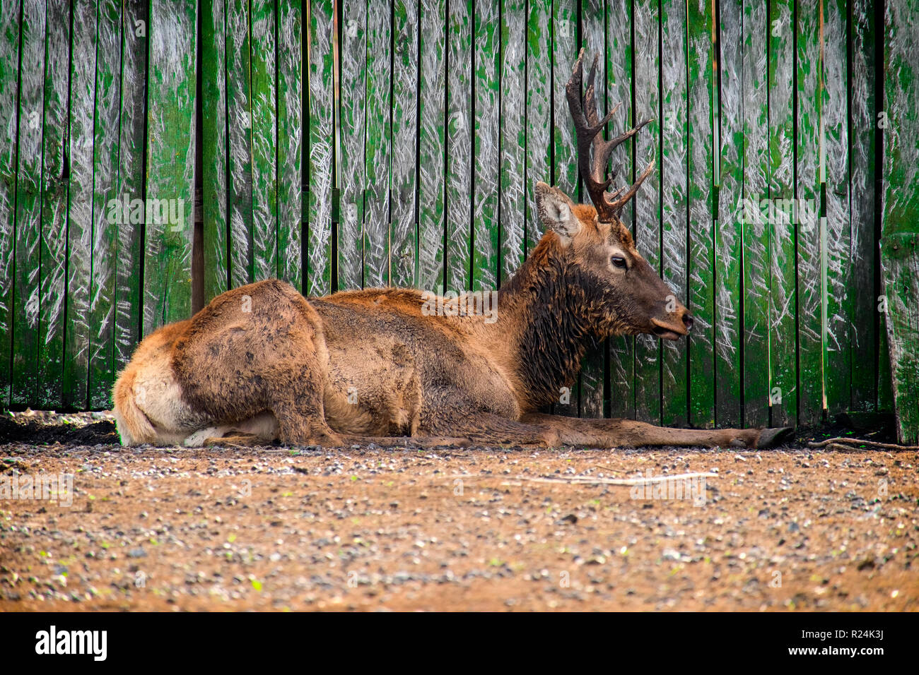 Red deer buck lying under the fence with a painful appearance (Cervus ...