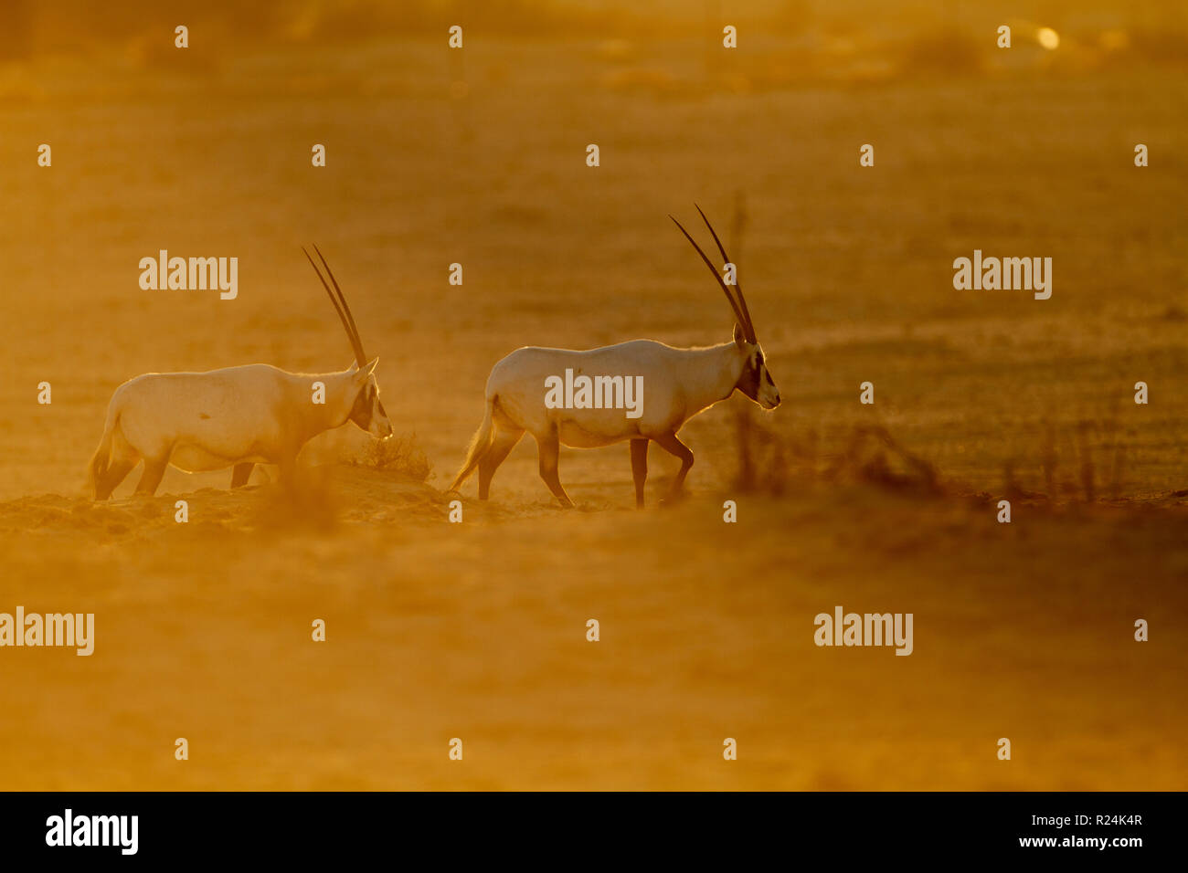 Arabian oryx or white oryx (Oryx leucoryx) in Hai-Bar Nature Reserve ...