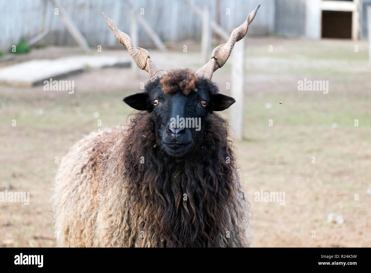 Racka sheep portrait hi-res stock photography and images - Alamy
