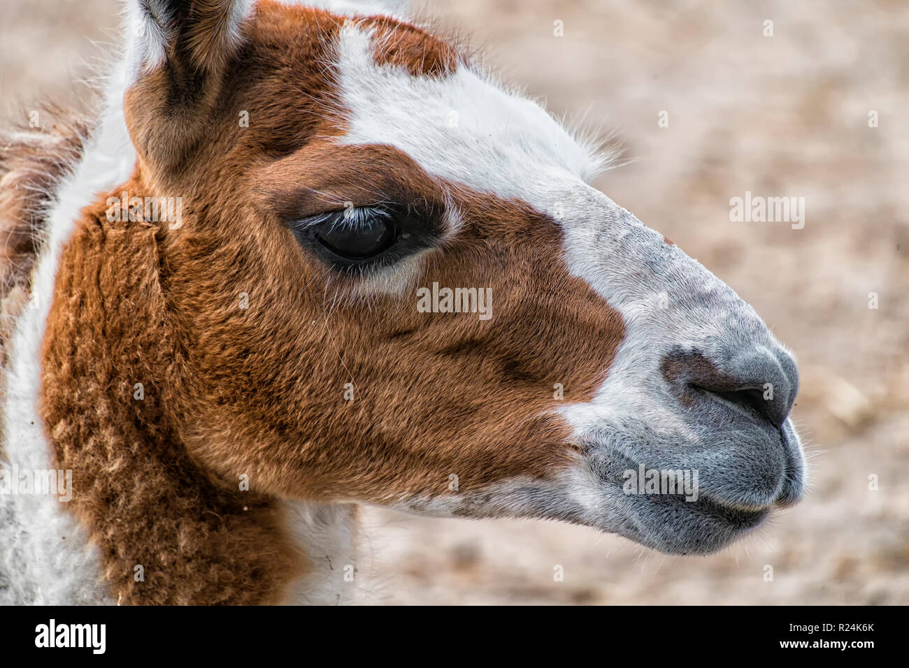 Closeup of an Llama's face (Lama glama Stock Photo - Alamy