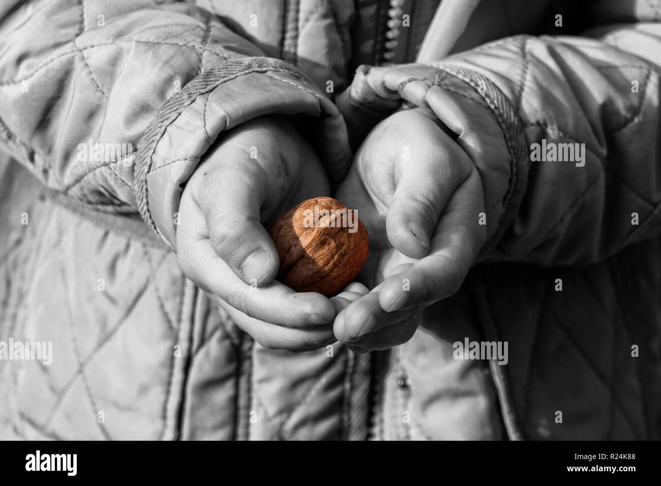 Walnut in the palms of a child Stock Photo - Alamy