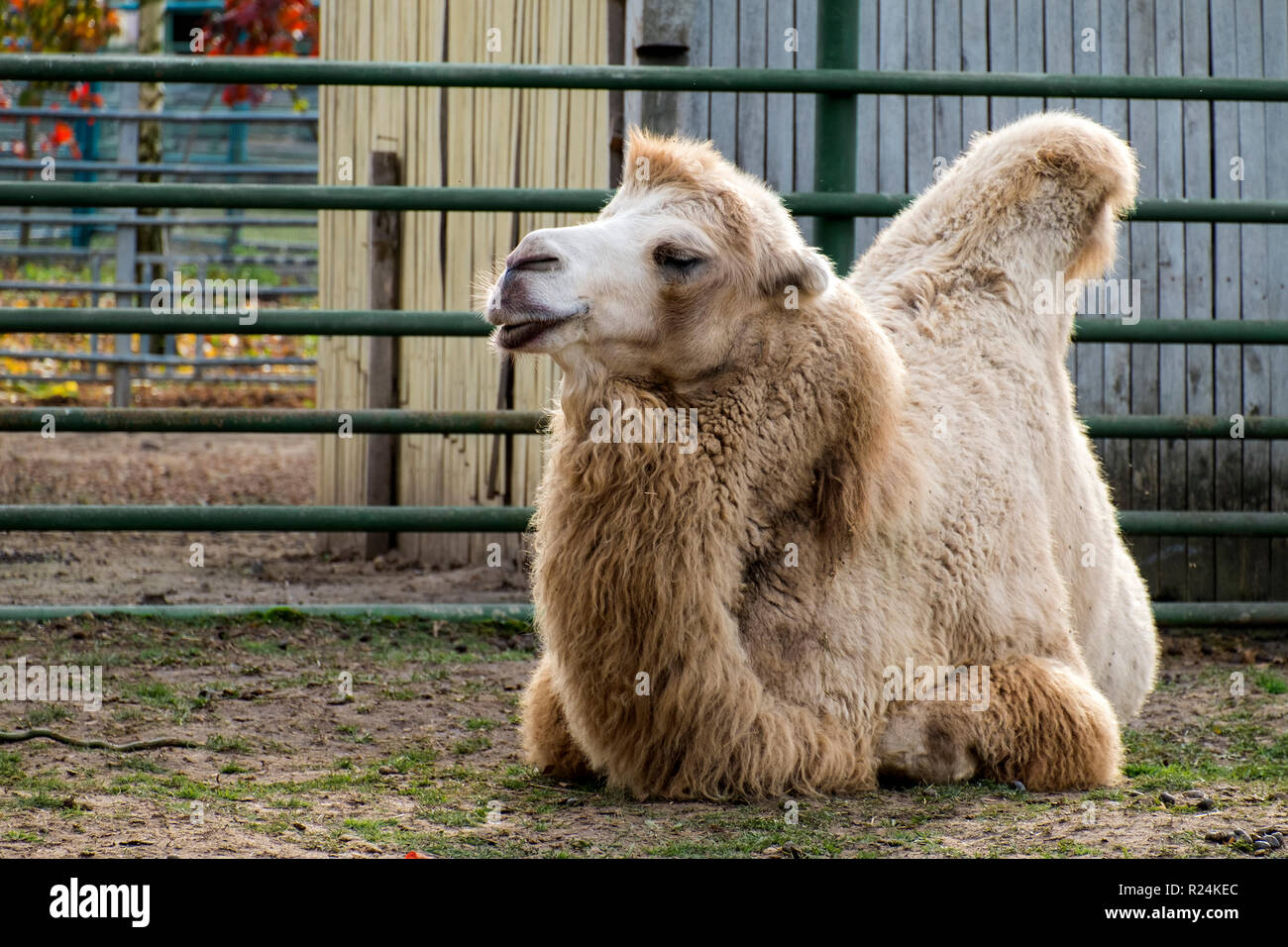 White Bactrian camel resting on the ground (Camelus bactrianus Stock ...
