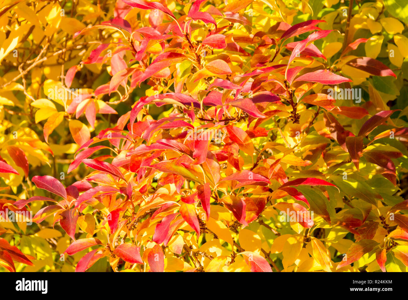 Colourful fall leaves with blue river hi-res stock photography and ...