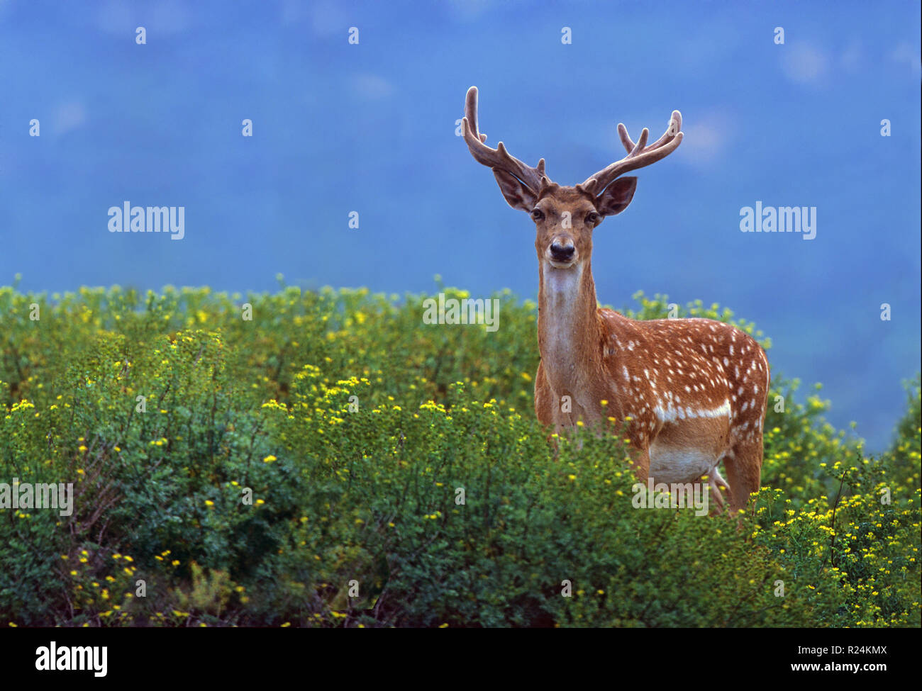 Persian Fallow Deer Map