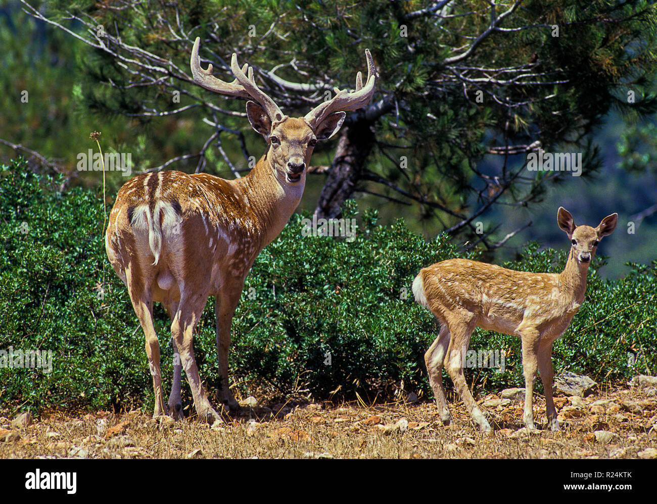 Male Mesopotamian (Persian) Fallow Deer (Dama dama Mesopotamica ...