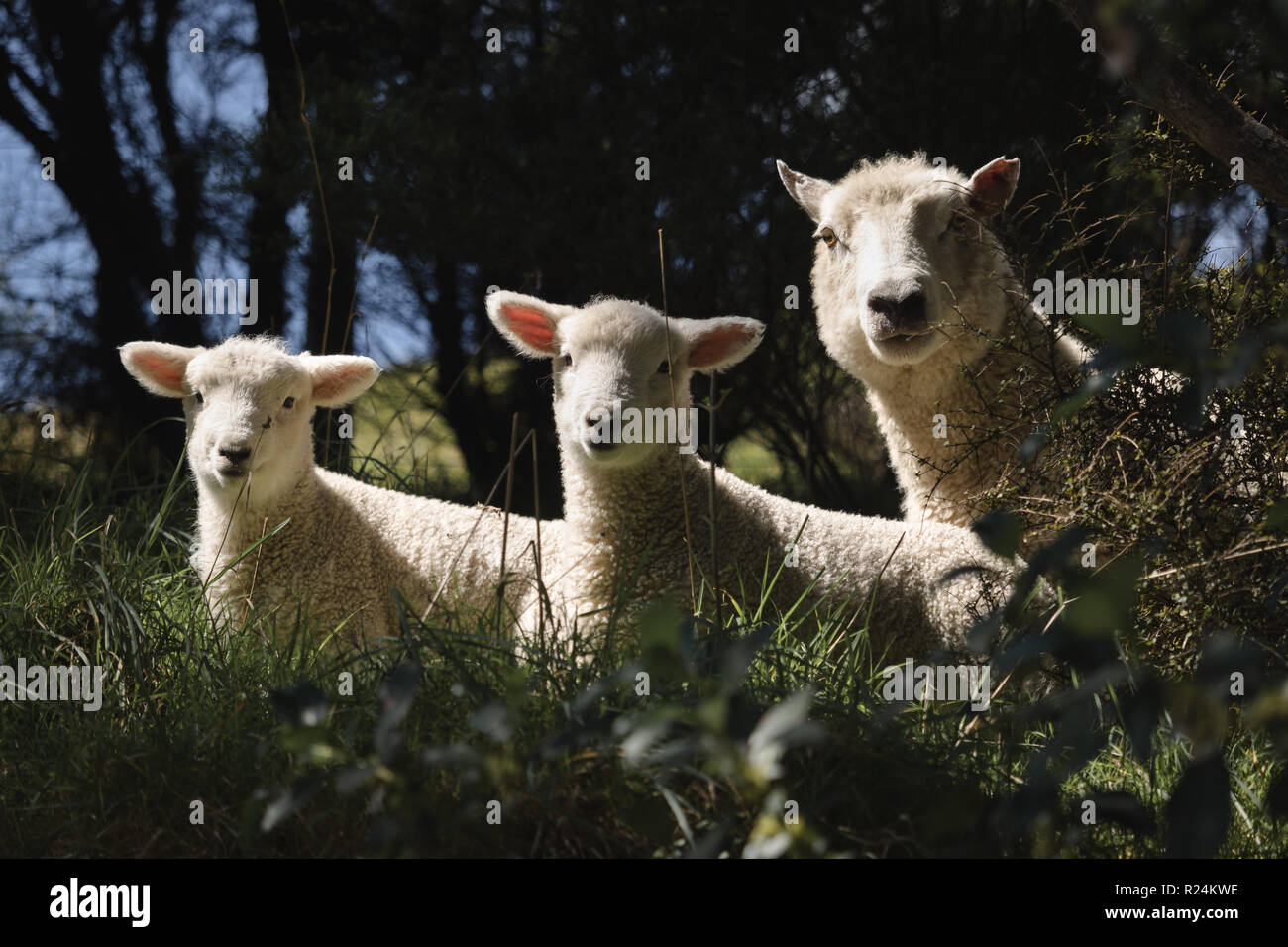 sheep in the grass Stock Photo - Alamy