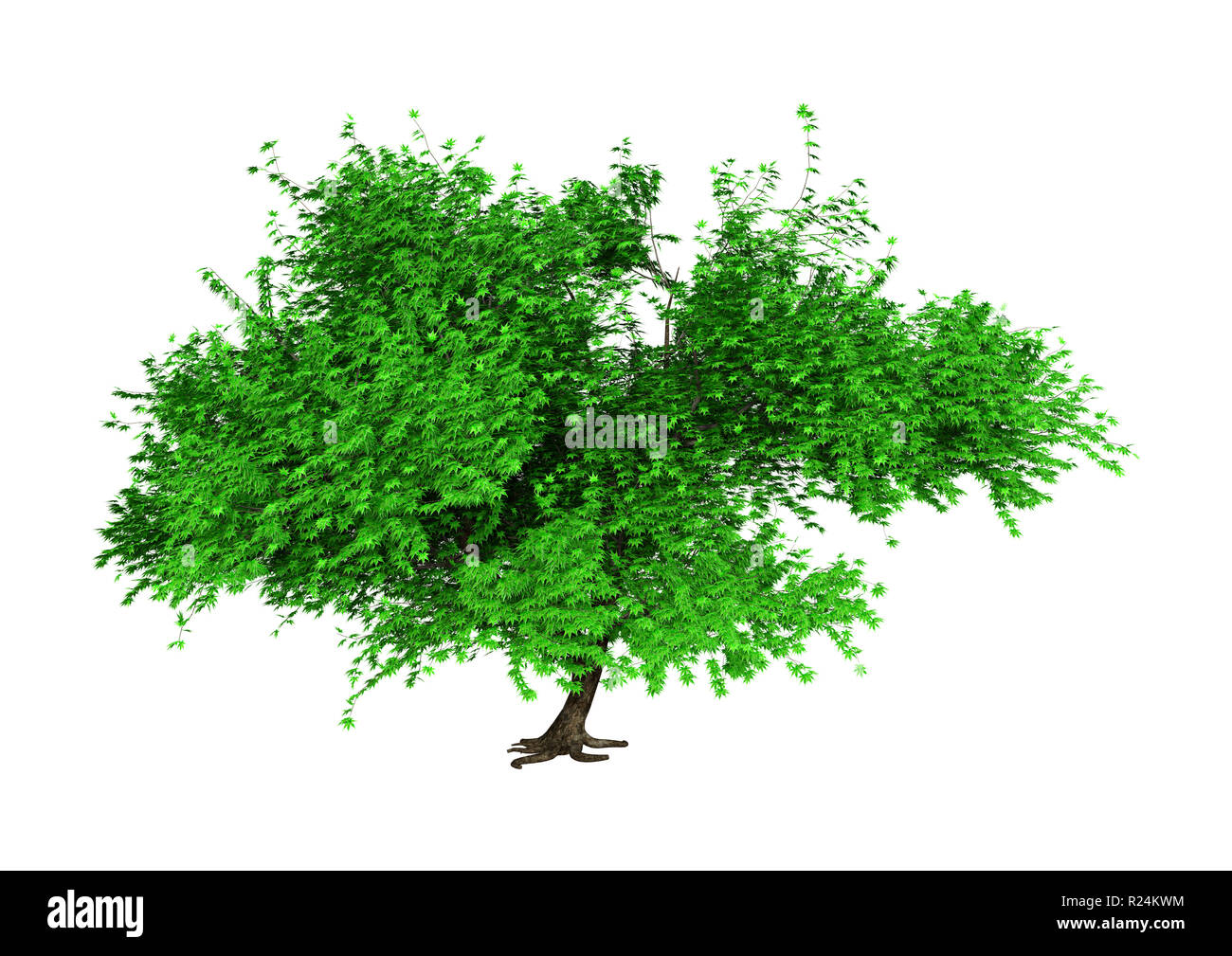 3D rendering of a green momiji tree isolated on white background Stock ...