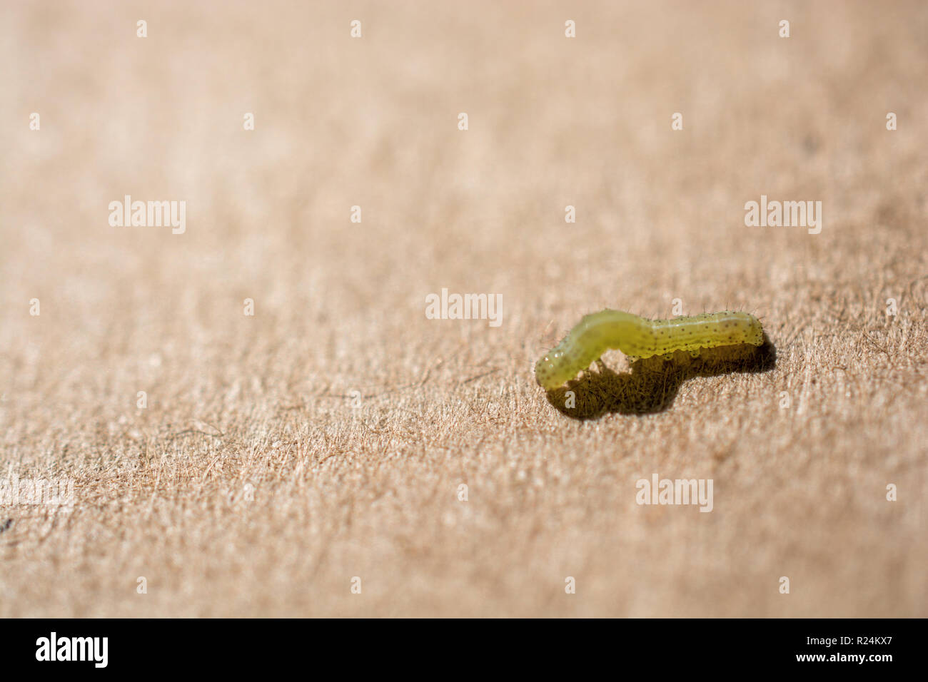 Caterpillars on display hi-res stock photography and images - Alamy