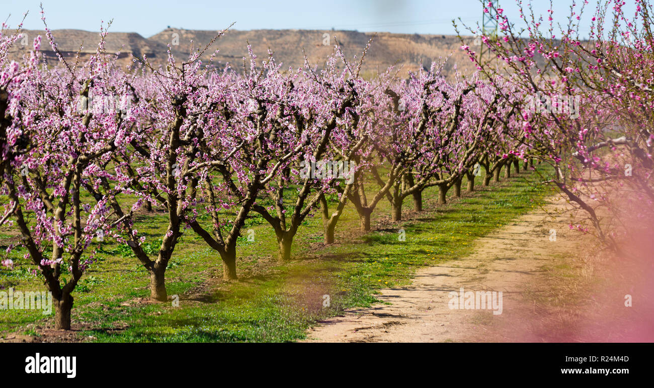 Richly blooming peach trees garden in sunny spring day Stock Photo - Alamy