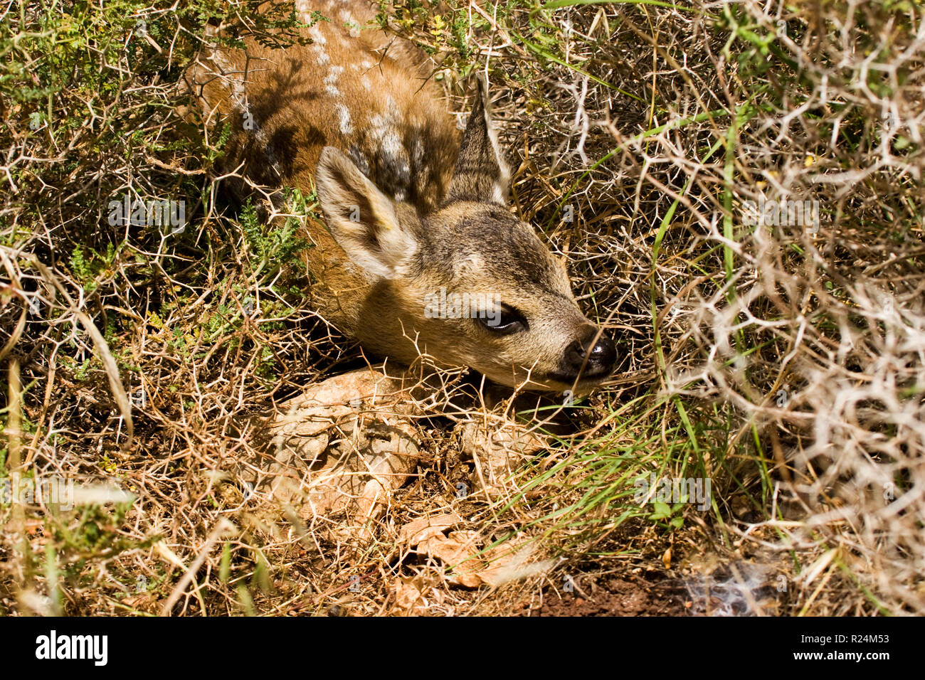 Roe deer fawn, two to three weeks old (Capreolus capreolus Stock Photo ...