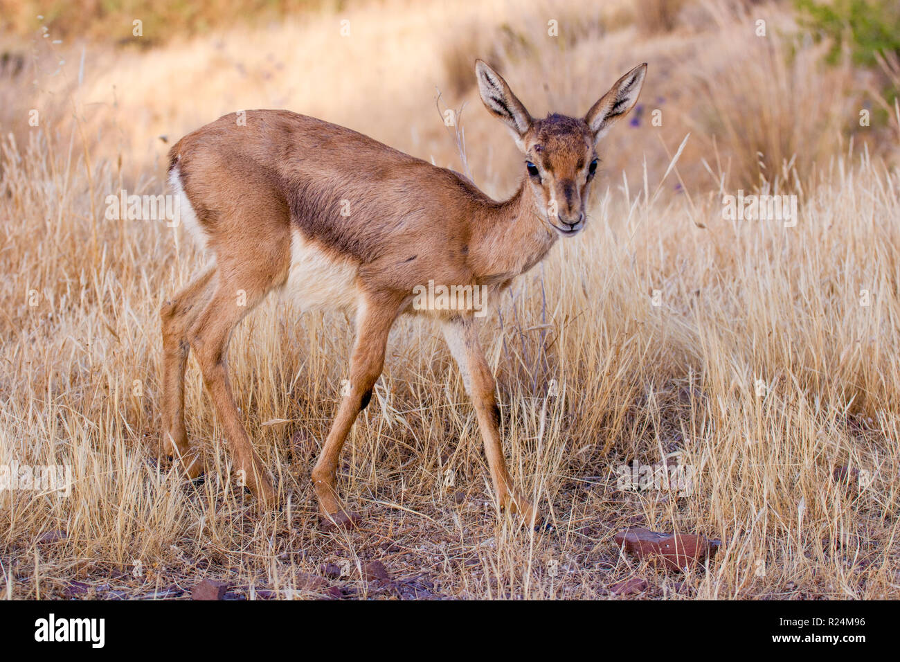 young female Mountain Gazelle (Gazella gazella gazella Stock Photo - Alamy