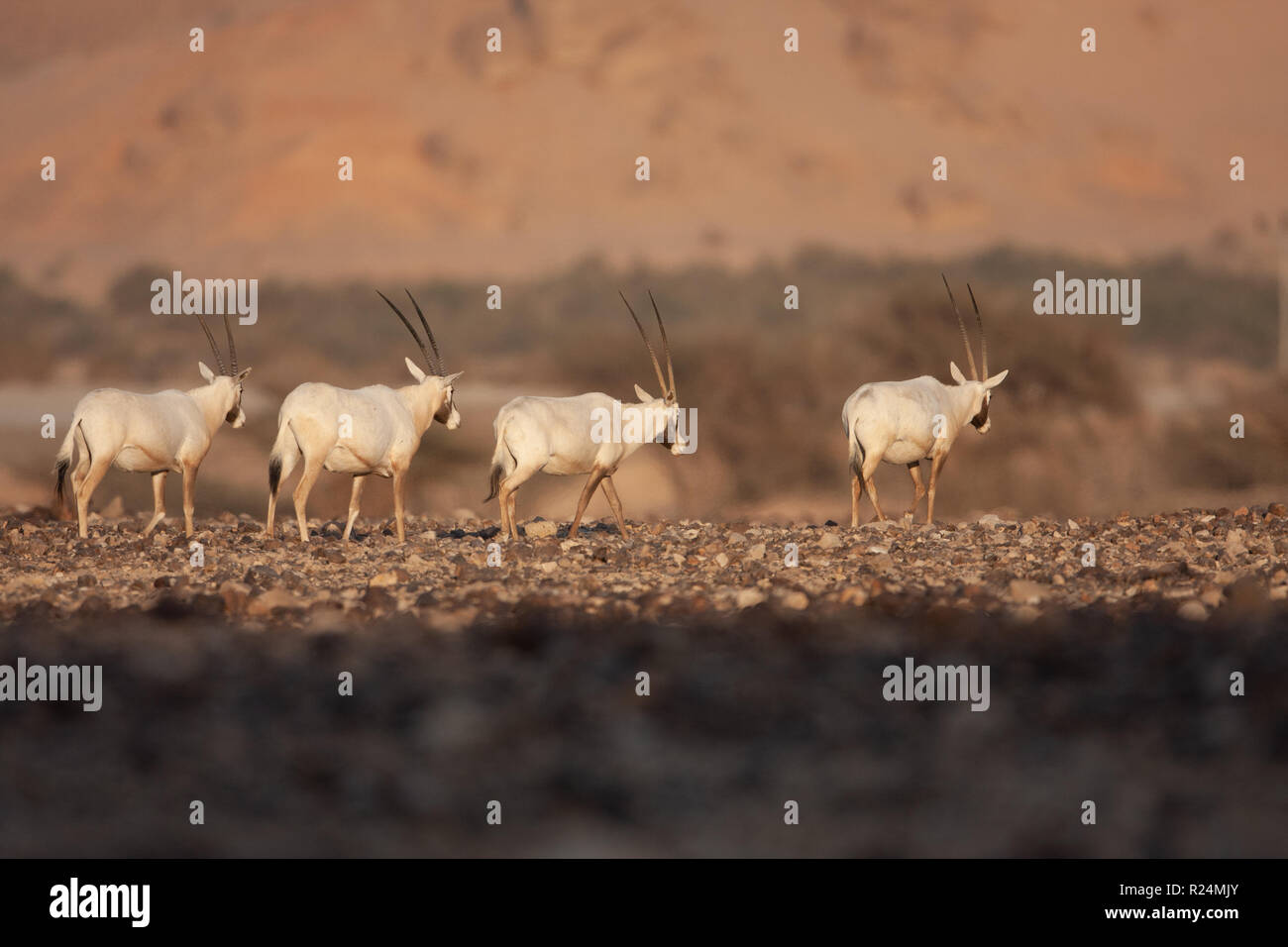Arabian Oryx or White Oryx (Oryx leucoryx Stock Photo - Alamy