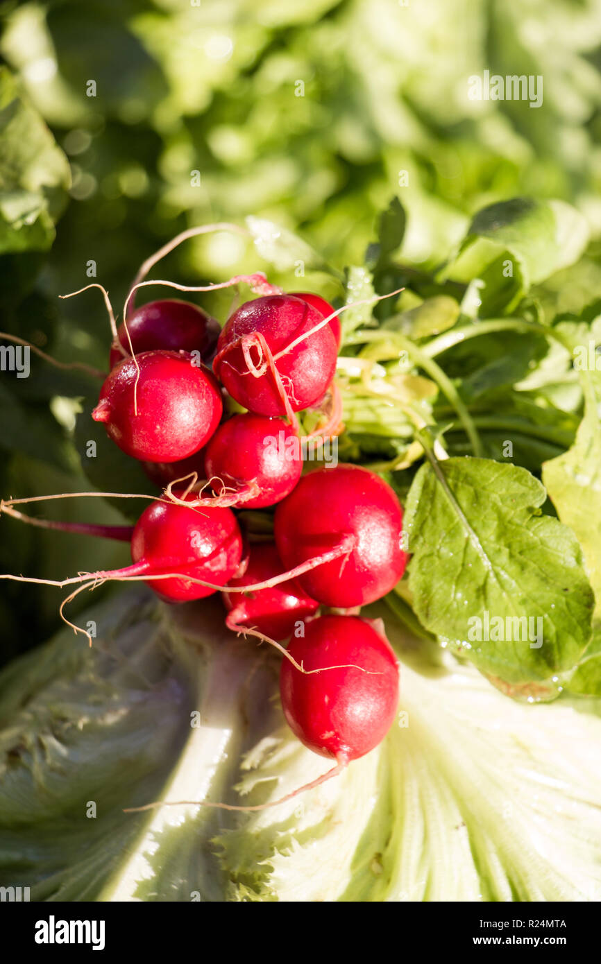 Bunch of organic red radishes in the view Stock Photo - Alamy