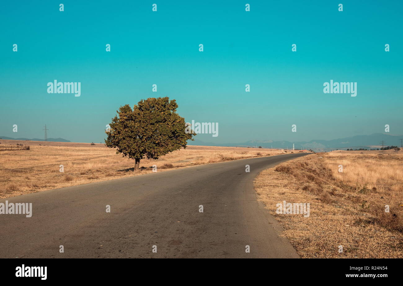 Road and the tree in desert Stock Photo - Alamy