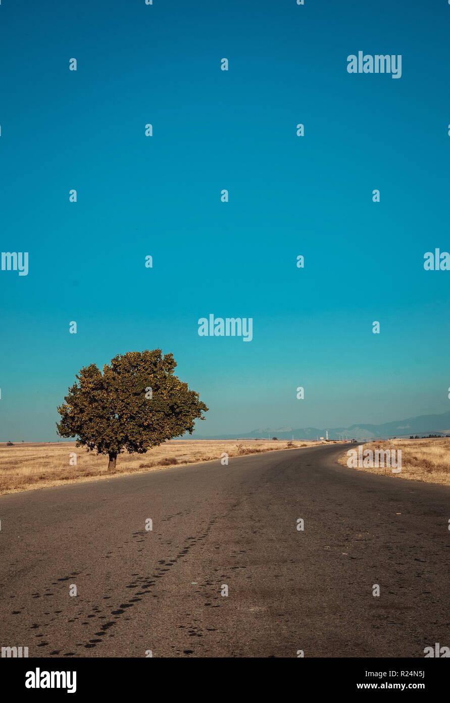 Road and the tree in desert Stock Photo - Alamy