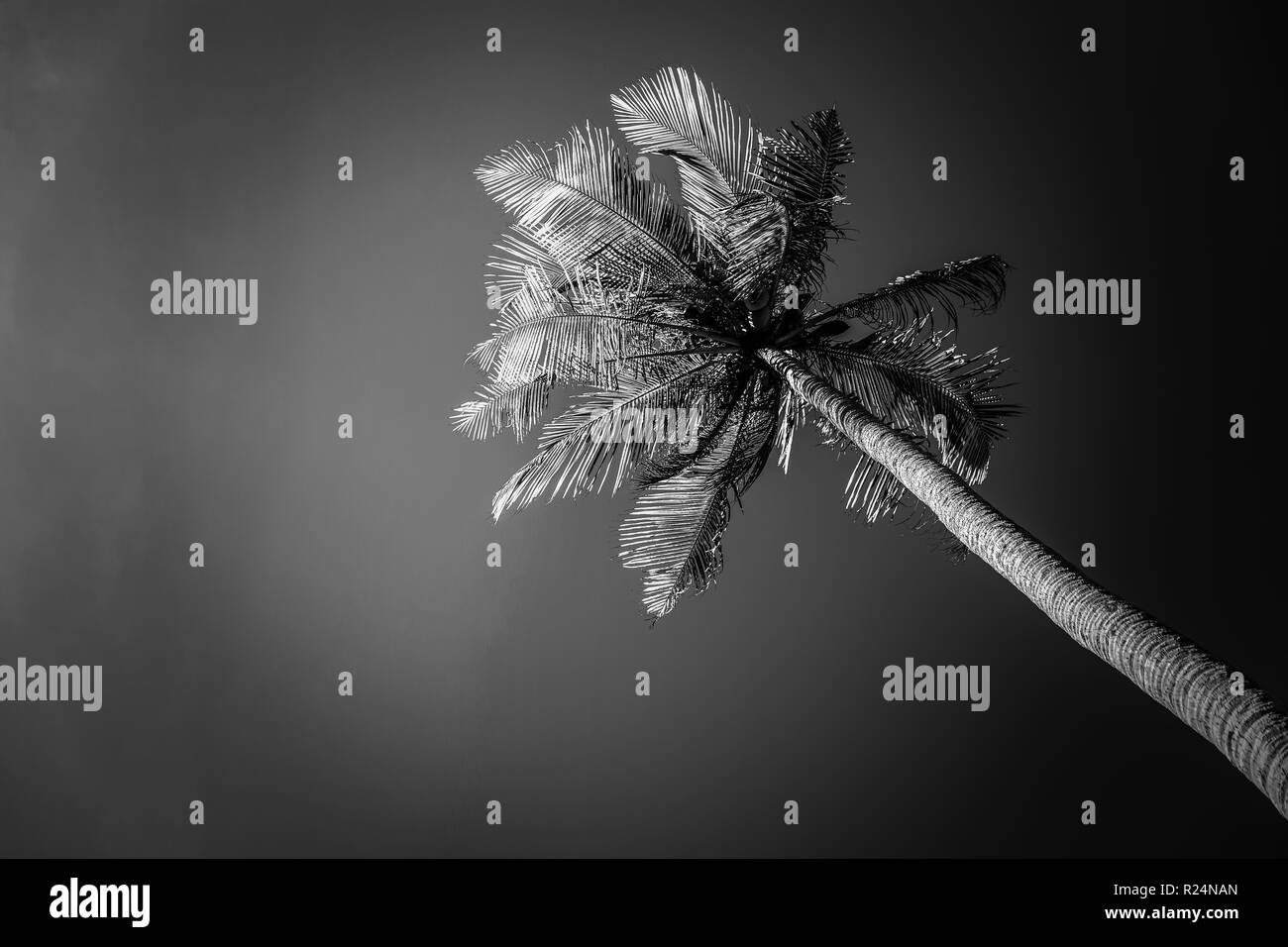 Summer background coconut trees sea Black and White Stock Photos ...