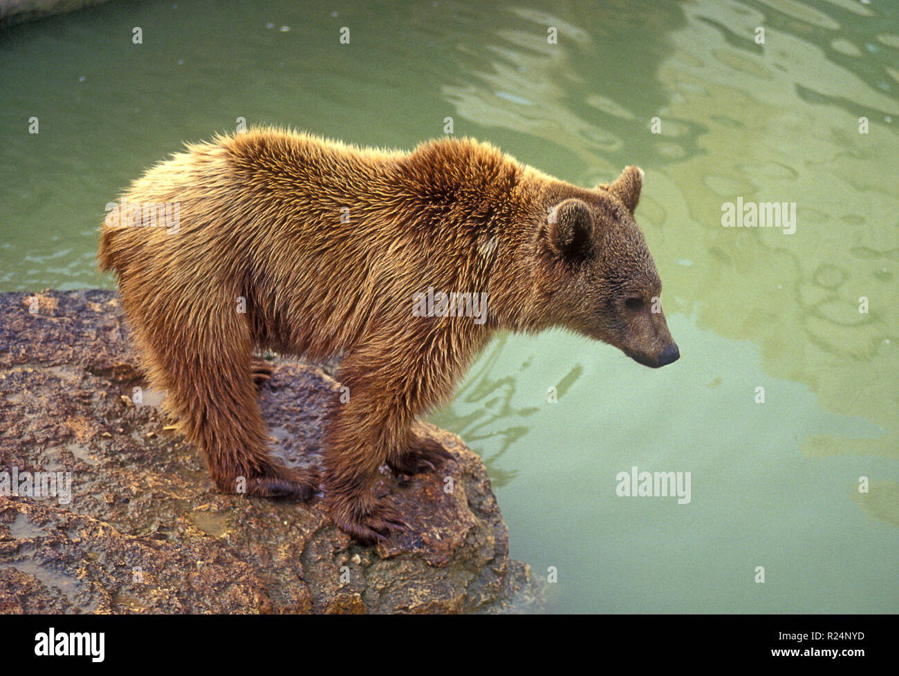 Syrian brown bear (Ursus arctos syriacus Stock Photo - Alamy