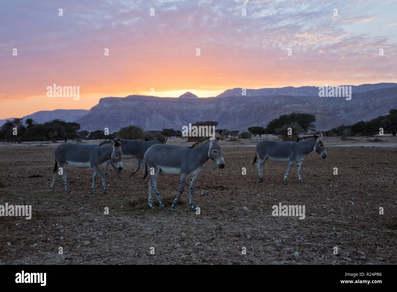 African wild donkey (Equus africanus Stock Photo - Alamy