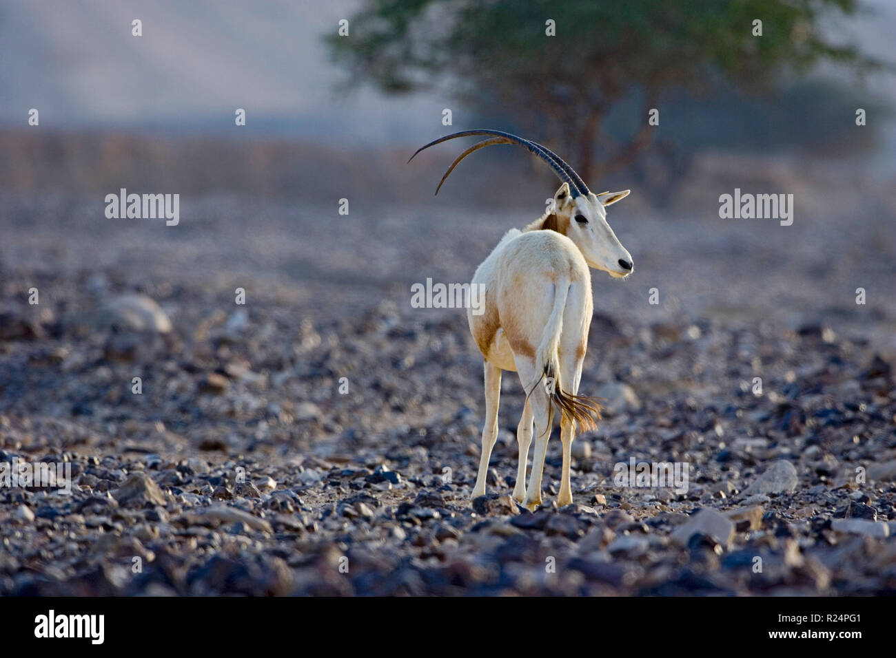 scimitar oryx or scimitar-horned oryx (Oryx dammah Stock Photo - Alamy