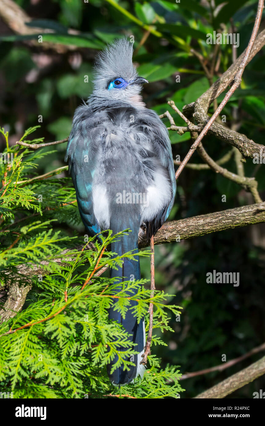 Madagascar couas hi-res stock photography and images - Alamy